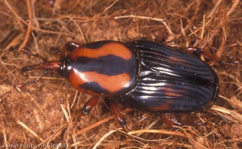 Jeremy | Really weird earthlings Wiki | Fandom