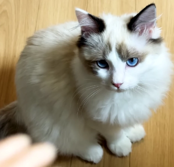 Hippo | Realmouth Asmr Wiki | Fandom