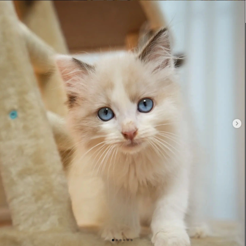 Hippo | Realmouth Asmr Wiki | Fandom