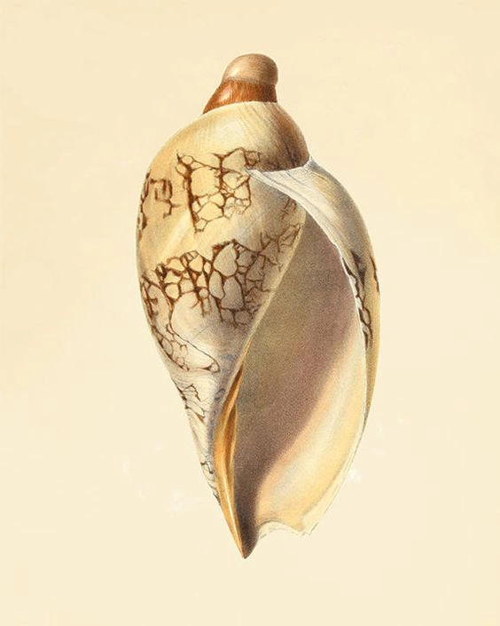 Eorr's Ear | RealmsofAhlus Wiki | Fandom