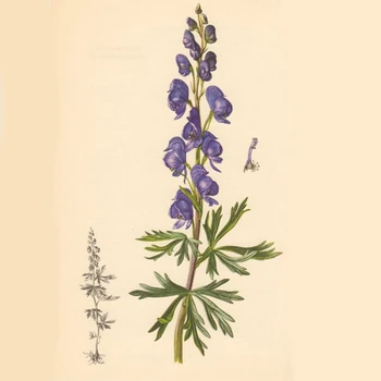 Monkshood | RealmsofAhlus Wiki | Fandom