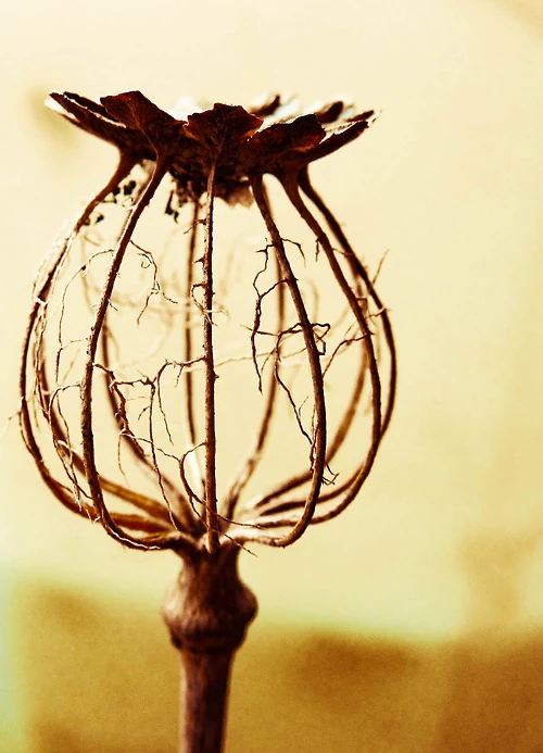 SCP-032 | RealScp Wiki | Fandom