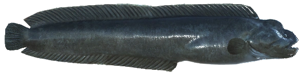 Monkeyface Prickleback | Real VR Fishing Wiki | Fandom