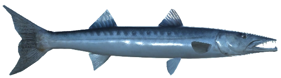Pacific Barracuda | Real VR Fishing Wiki | Fandom