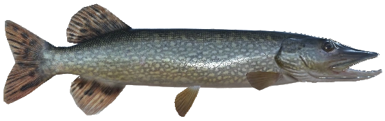 Northern Pike | Real VR Fishing Wiki | Fandom