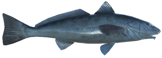 California Corbina | Real VR Fishing Wiki | Fandom