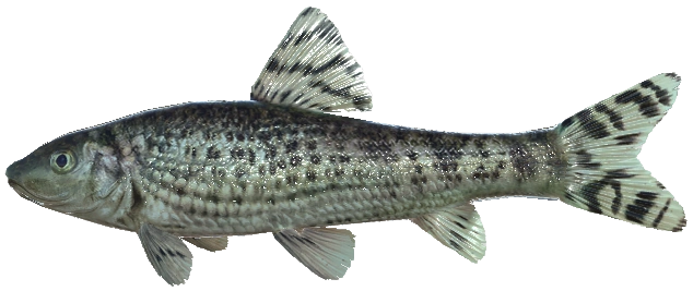 Spotted Barbel | Real VR Fishing Wiki | Fandom