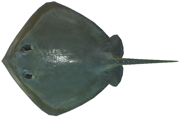 Red Stingray | Real VR Fishing Wiki | Fandom