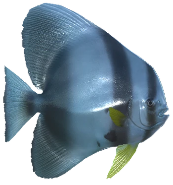 Teira Batfish | Real VR Fishing Wiki | Fandom