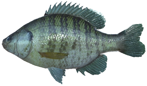 Blue Gill | Real VR Fishing Wiki | Fandom