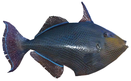 Black Triggerfish | Real VR Fishing Wiki | Fandom