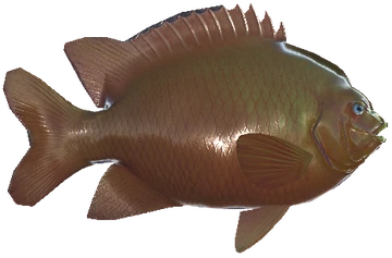 garibaldi fish size