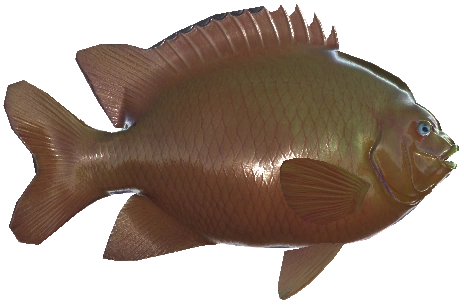 Garibaldi Fish | Real VR Fishing Wiki | Fandom