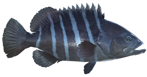 Convict Grouper | Real VR Fishing Wiki | Fandom