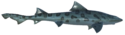 Leopard Shark | Real VR Fishing Wiki | Fandom