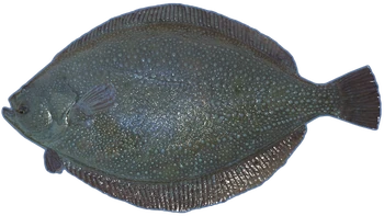 Roughscale Sole | Real VR Fishing Wiki | Fandom