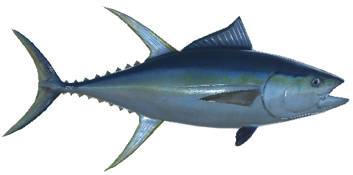 Yellowfin Tuna | Real VR Fishing Wiki | Fandom