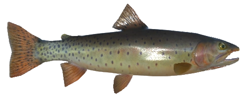 Cutthroat Trout | Real VR Fishing Wiki | Fandom