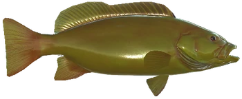 Golden Grouper | Real VR Fishing Wiki | Fandom