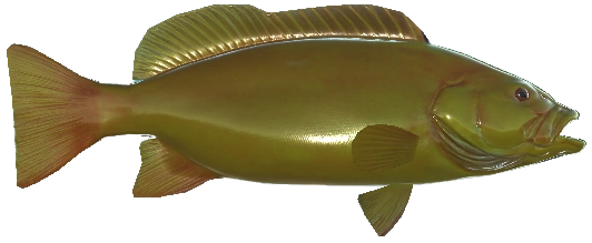 Golden Grouper | Real VR Fishing Wiki | Fandom