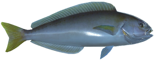 Ocean Whitefish | Real VR Fishing Wiki | Fandom