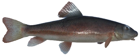 Warner Sucker | Real VR Fishing Wiki | Fandom