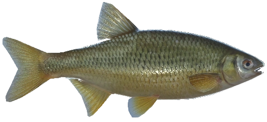 Golden Shiner | Real VR Fishing Wiki | Fandom