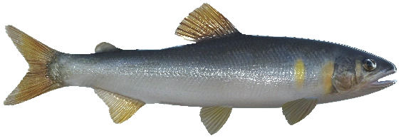 Sweet Fish | Real VR Fishing Wiki | Fandom