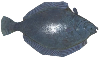 Rock Sole | Real VR Fishing Wiki | Fandom