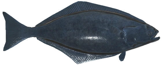 Pacific Halibut | Real VR Fishing Wiki | Fandom