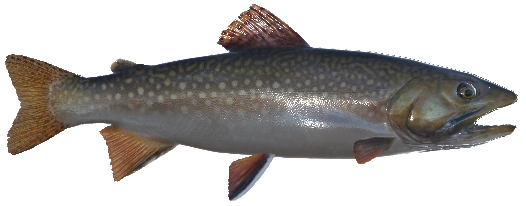 Splake | Real VR Fishing Wiki | Fandom