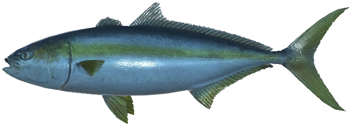 Yellowtail Amberjack | Real VR Fishing Wiki | Fandom