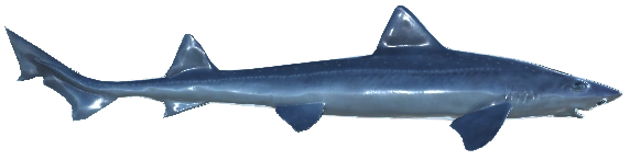 Gummy Shark | Real VR Fishing Wiki | Fandom