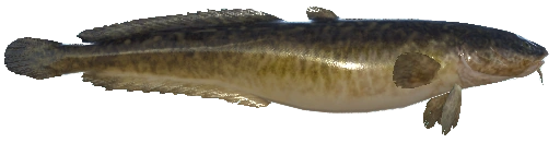 Burbot | Real VR Fishing Wiki | Fandom