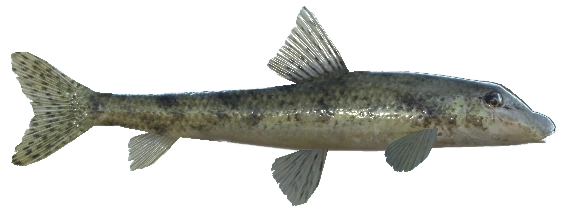 Goby Minnow | Real VR Fishing Wiki | Fandom