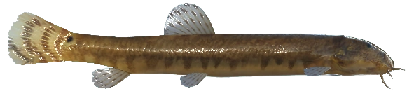 Korean Spine Loach | Real VR Fishing Wiki | Fandom