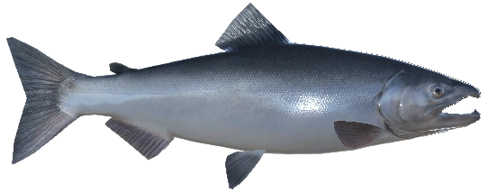 Coho Salmon | Real VR Fishing Wiki | Fandom