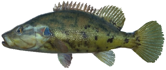 Korean Aucha Perch | Real VR Fishing Wiki | Fandom