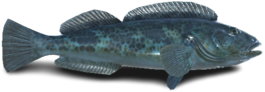 Lingcod | Real VR Fishing Wiki | Fandom