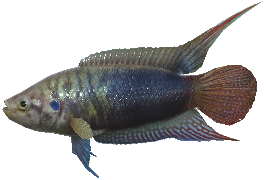 Roundtailed Paradise Fish | Real VR Fishing Wiki | Fandom