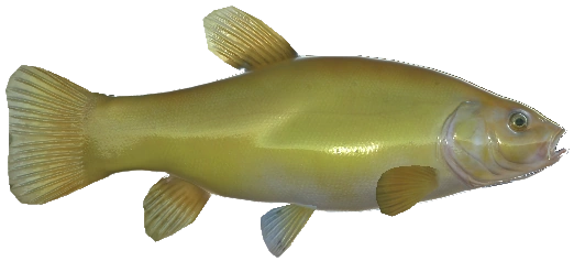 Golden Tench | Real VR Fishing Wiki | Fandom