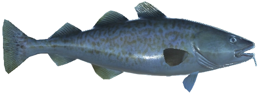 Pacific Cod | Real VR Fishing Wiki | Fandom