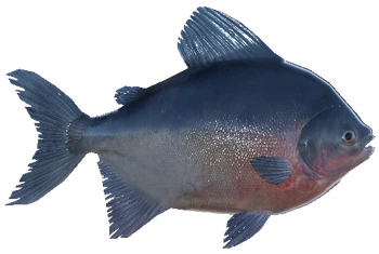 Red Bellied Pacu | Real VR Fishing Wiki | Fandom
