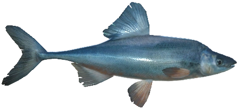 Bonytail Chub | Real VR Fishing Wiki | Fandom