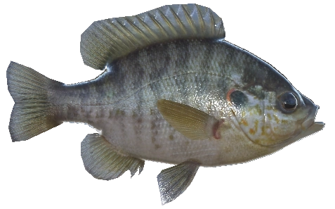 Redear Sunfish | Real VR Fishing Wiki | Fandom