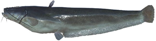 Catfish | Real VR Fishing Wiki | Fandom