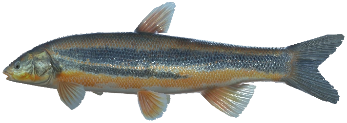 Searun Dace | Real VR Fishing Wiki | Fandom