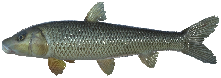 Skin Carp | Real VR Fishing Wiki | Fandom