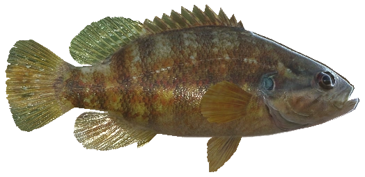 Japanese Aucha Perch | Real VR Fishing Wiki | Fandom