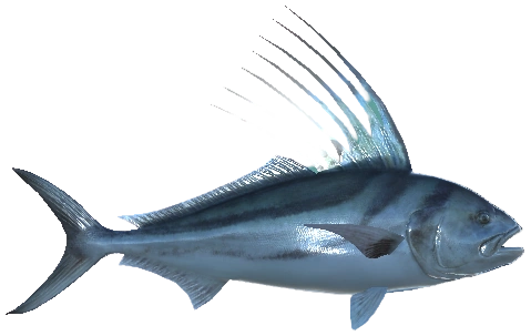 Roosterfish | Real VR Fishing Wiki | Fandom